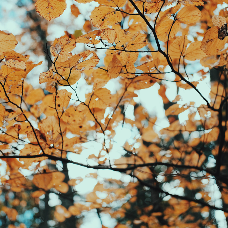 How to Plan a Fall Family Nature Walk – Agee & Row